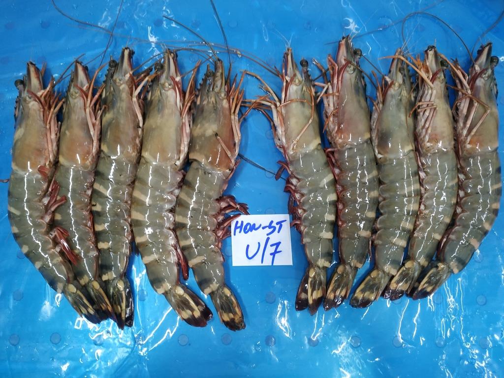 Prawns In Sea