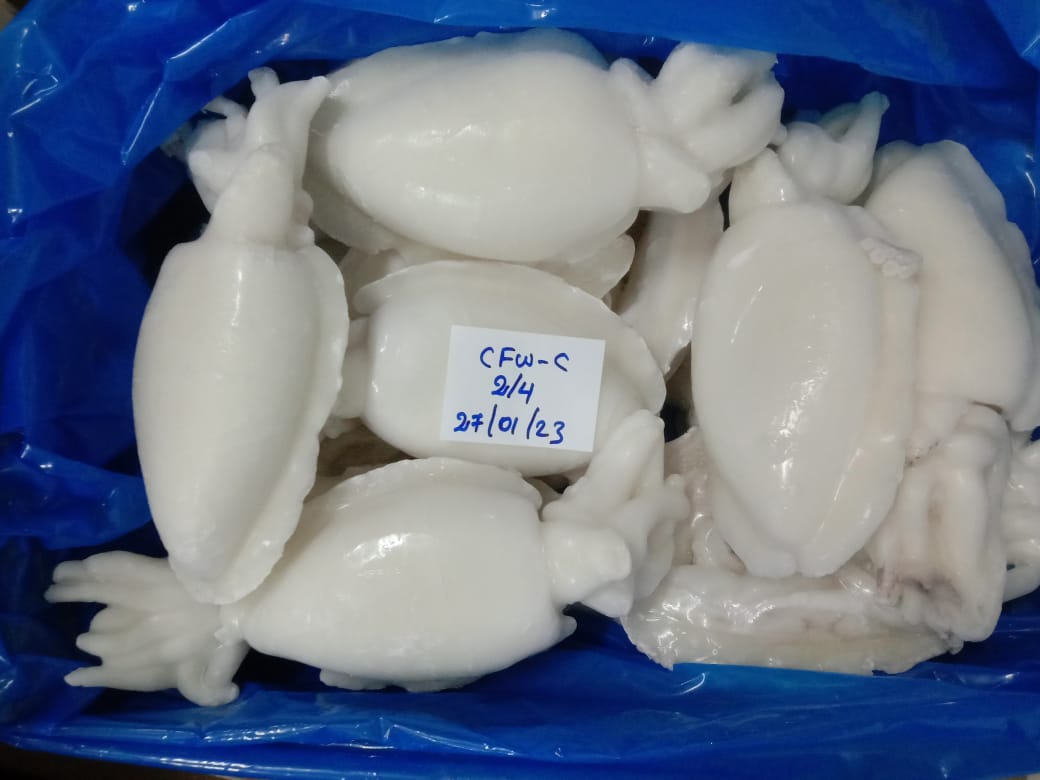 Best quality cuttlefish Whole Cleaned, Cuttlefish ... | K V Marine ...