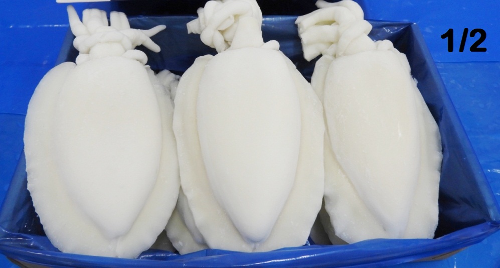 Best quality cuttlefish Whole Cleaned, Cuttlefish | K V Marine Exports