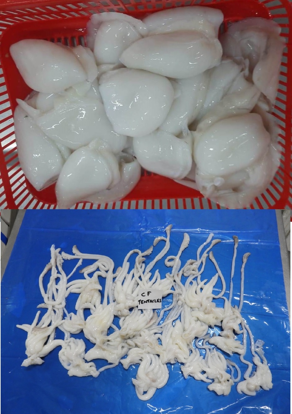 Best quality cuttlefish Fillet & Tentacles Block f | K V Marine Exports ...