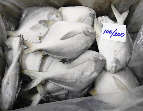 POMFRET FISH Best quality Pomfret fish IQF at K V | K V Marine Exports