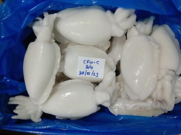 Best quality cuttlefish Whole Cleaned, Cuttlefish | K V Marine Exports