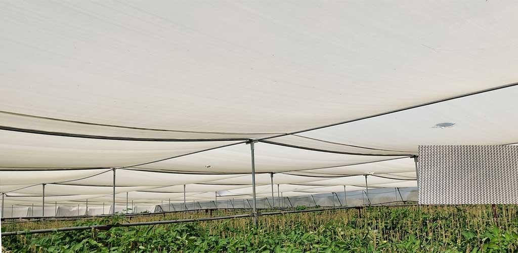 Monofilament shade net manufacturer Sona Agrotex' | Sona Agrotex pvt ltd