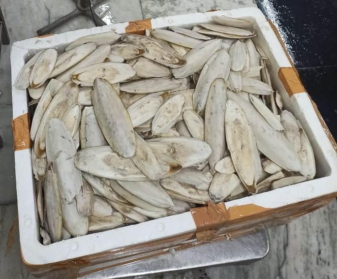 K V Marine Exports in Chennai