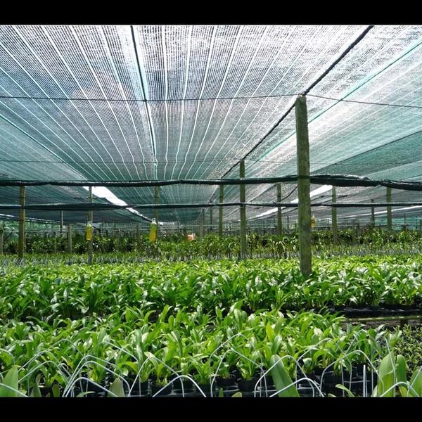 MONO TAPE SHADE NET MANUFACTUERIN VADODARA | Sona Agrotex pvt ltd ...